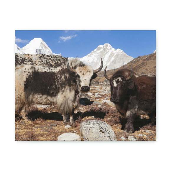 Express Your Love Gifts | Art | Funny Yak Silly Yak Scene Couple Wall ...